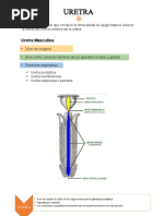 Anatomía y Porciones de la Uretra Masculina | PDF