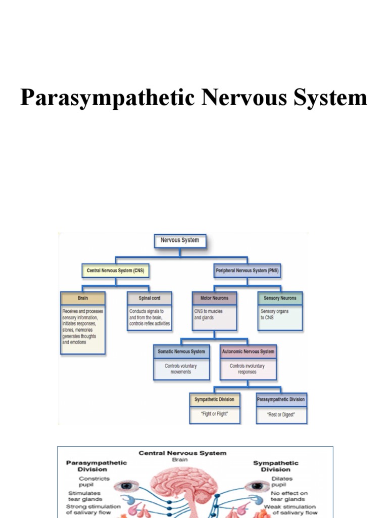 Parasympathetic Nervous System | PDF | Acetylcholine | Neuromuscular ...