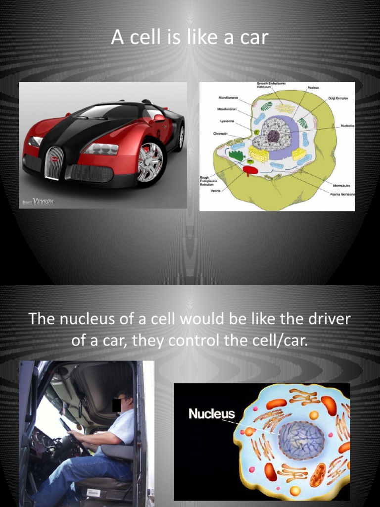 Cell and Car Analogy Explained | PDF
