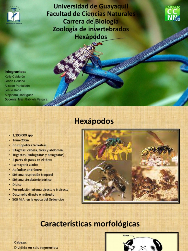 Hexapoda | PDF | Hexapoda | Insectos