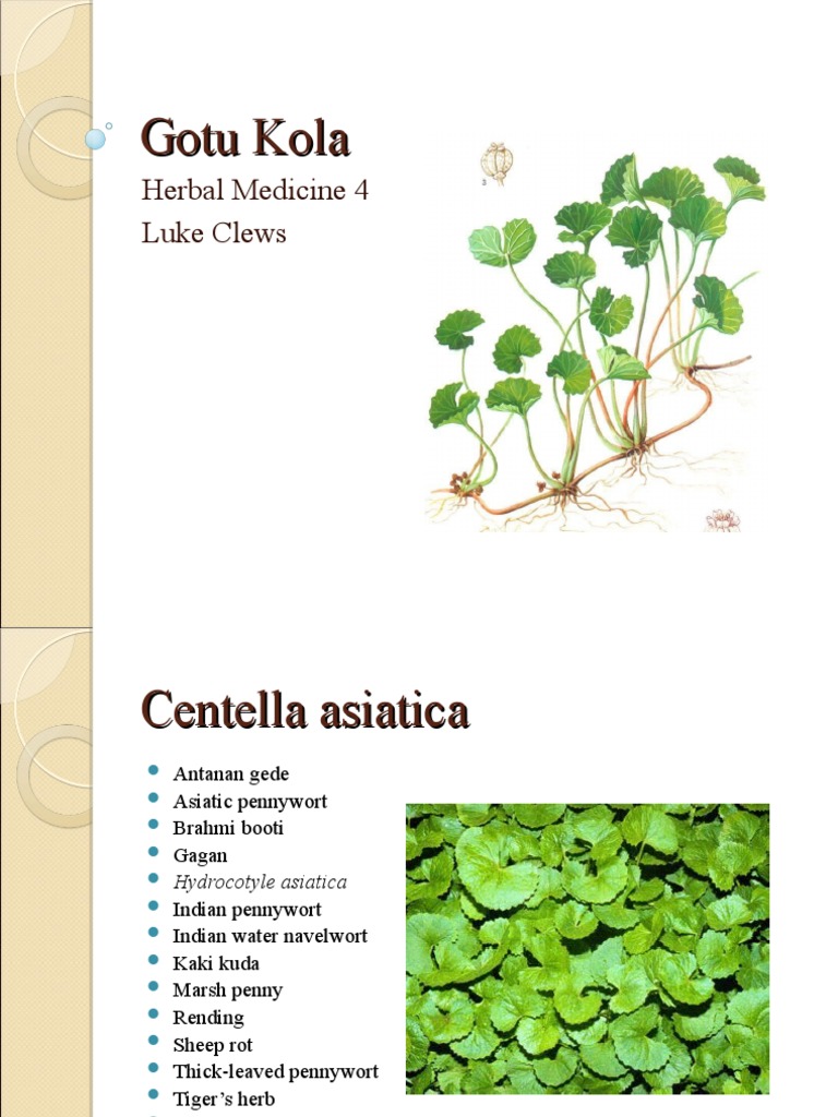 Gotu Kola Presentation | PDF | Ayurveda | Medical Specialties