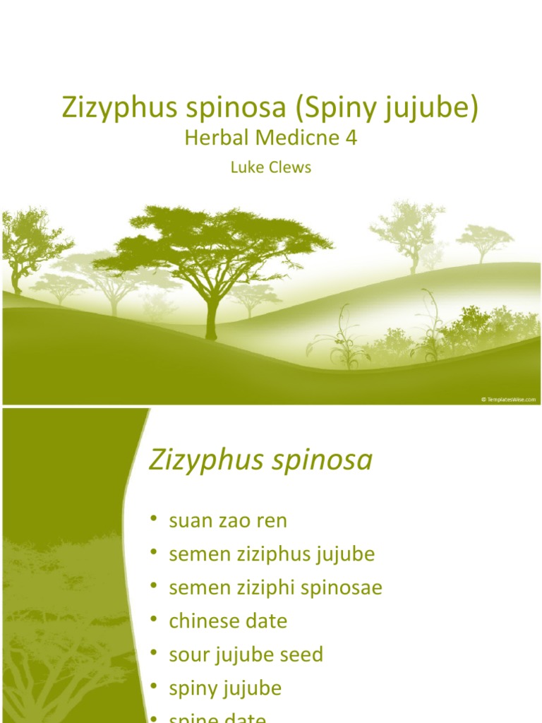 Zizyphus Spinosa (Spiny Jujube) | PDF | Traditional Chinese Medicine ...