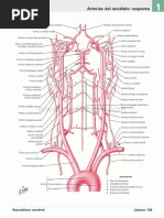 Sindromes Alternos | PDF | Sistema nervioso central | Neurología