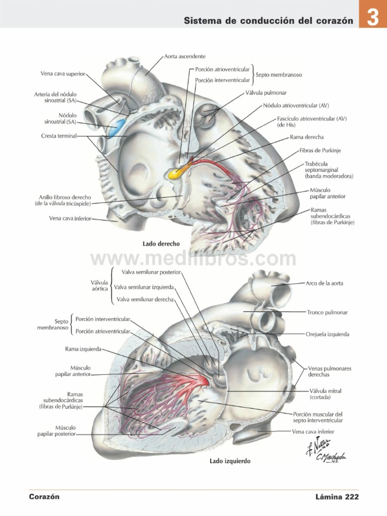 Atlas de Anatomia Humana Netter 6ed Medilibros - Com 126 | PDF | Nervio ...