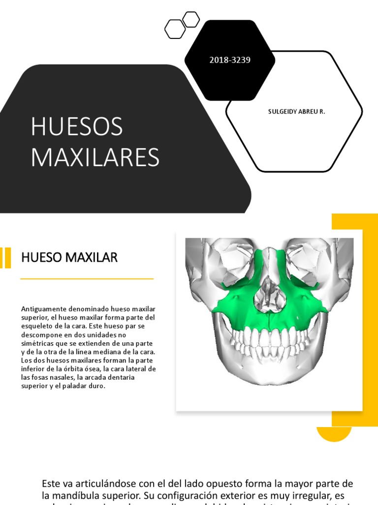 Estructura y Función del Hueso Maxilar | PDF | Cabeza y cuello humanos ...