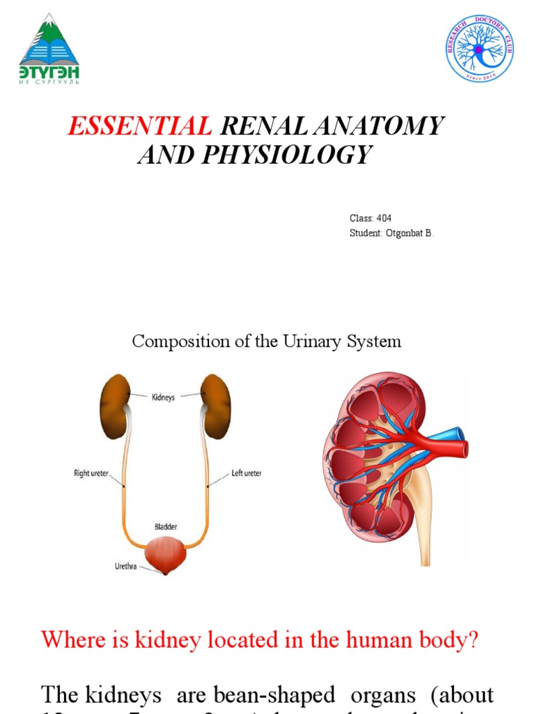 Kidney Anatomy and Function Overview | PDF | Kidney | Urinary System