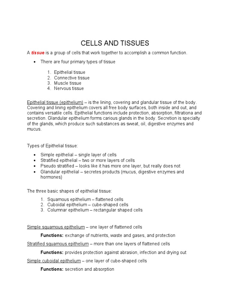 Cells and Tissues: Tissue | PDF | Epithelium | Human Body