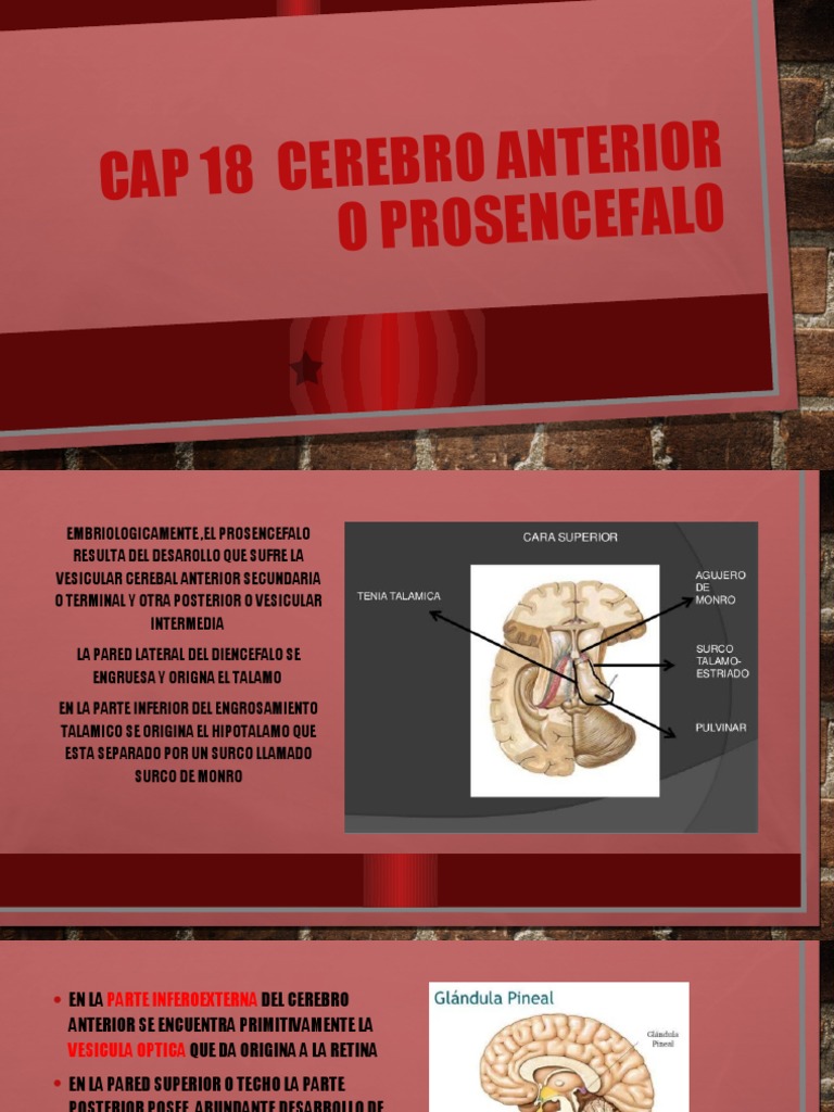 Cap 18 Cerebro Anterior o Prosencefalo | PDF | Tálamo | Cerebelo