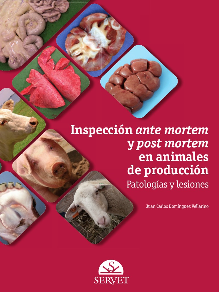 Inspección Ante Y Post Mortem Pdf Pdf Hígado Anatomía