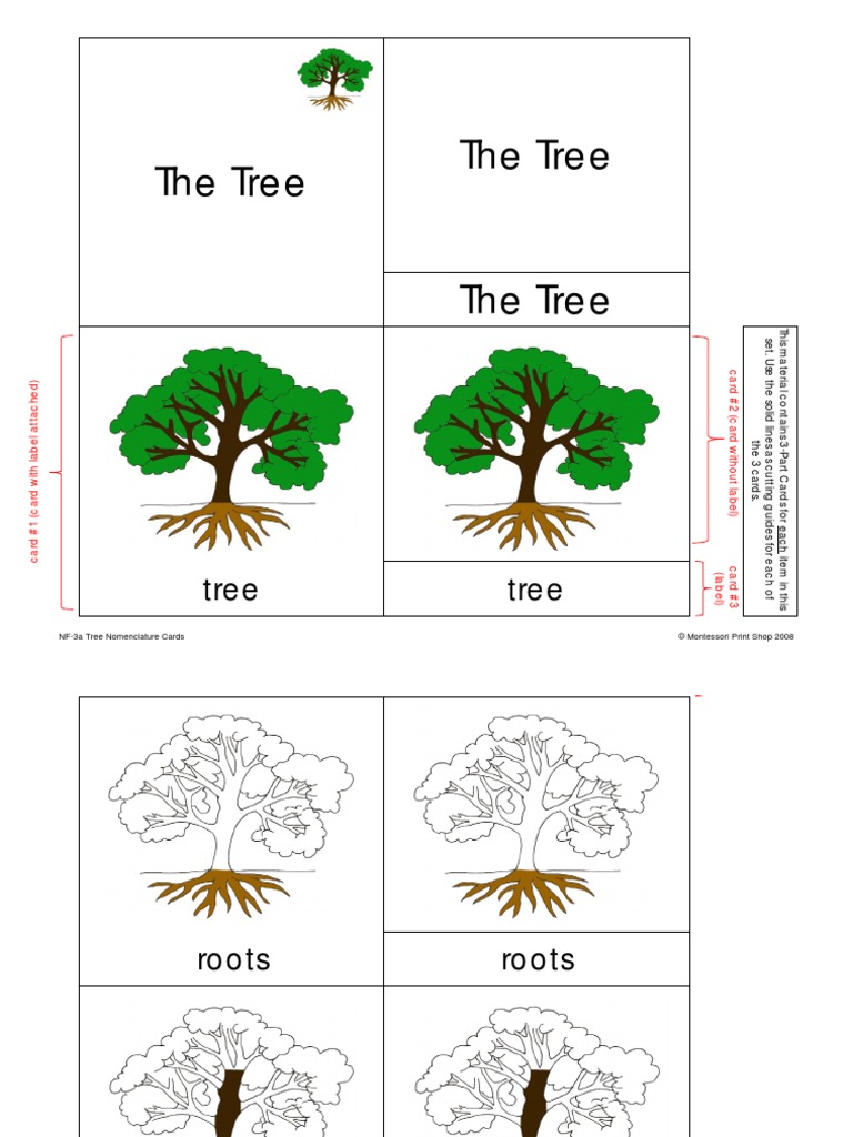 Tree Nomenclature Cards NF-3a | PDF