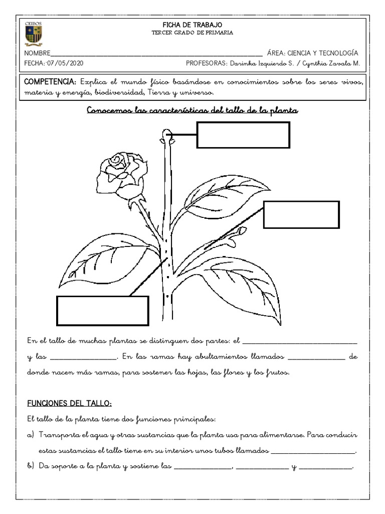 Partes De Las Plantas Hoja De Trabajo Grado 2