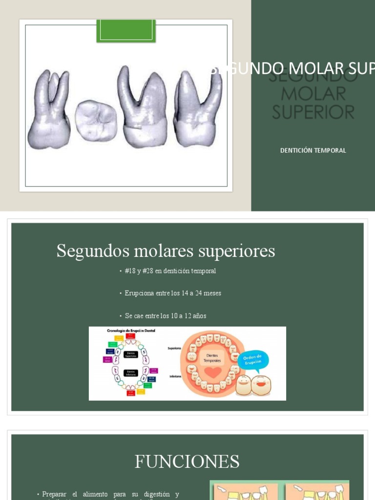 Segundo Molar Superior | PDF | Anatomia dental | Boca