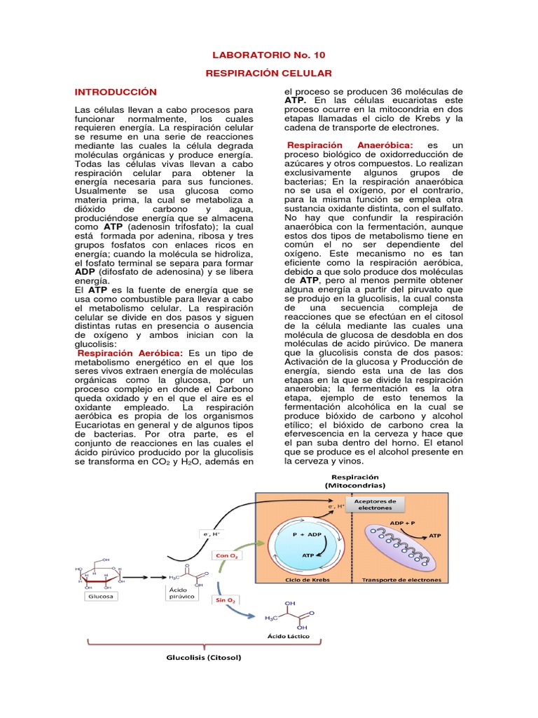 Lab.9 Respiración Celular PDF | PDF | Trifosfato de adenosina | Glucólisis
