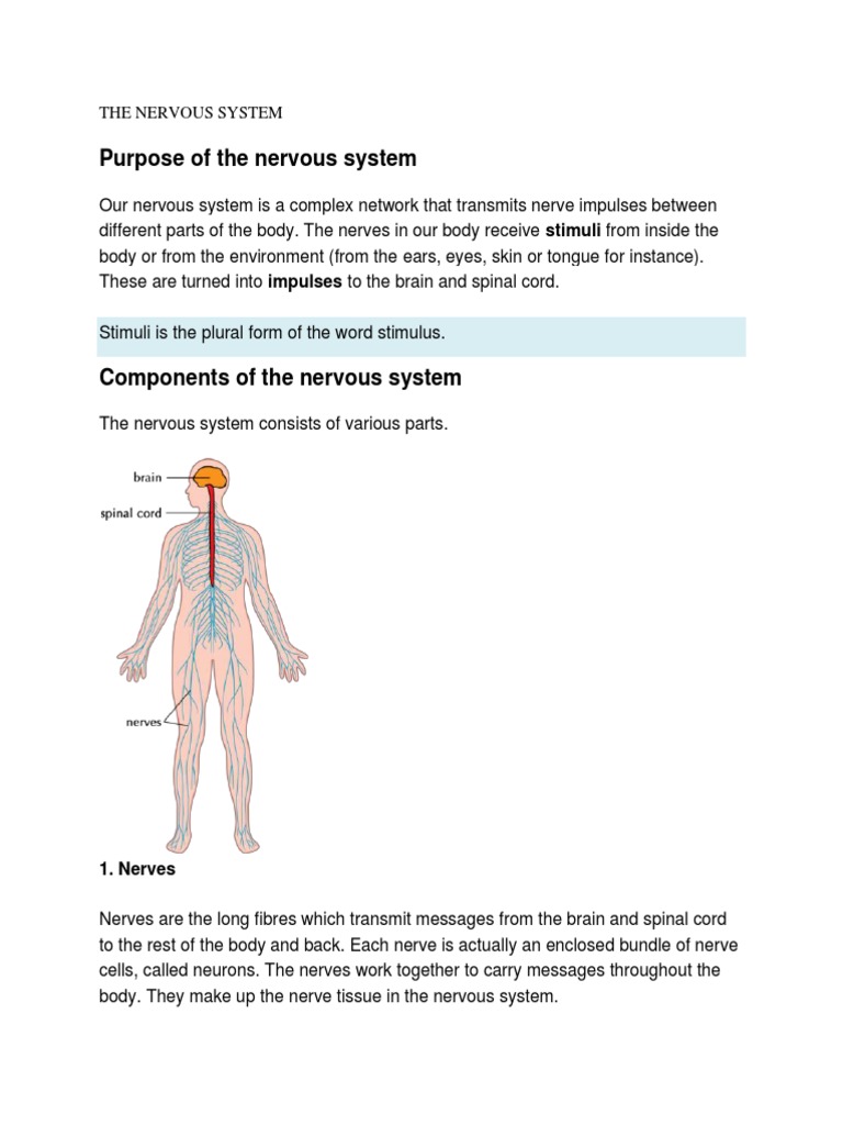 Overview of the Nervous System | PDF | Nervous System | Central Nervous ...