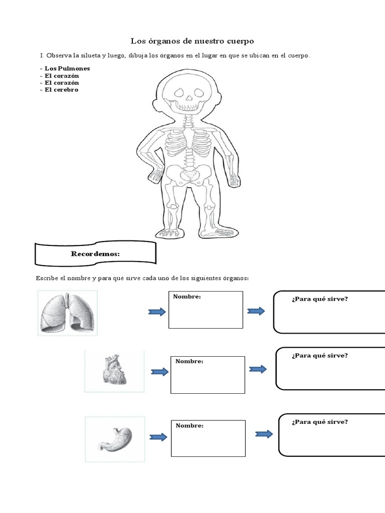 Los Órganos de Nuestro Cuerpo | PDF