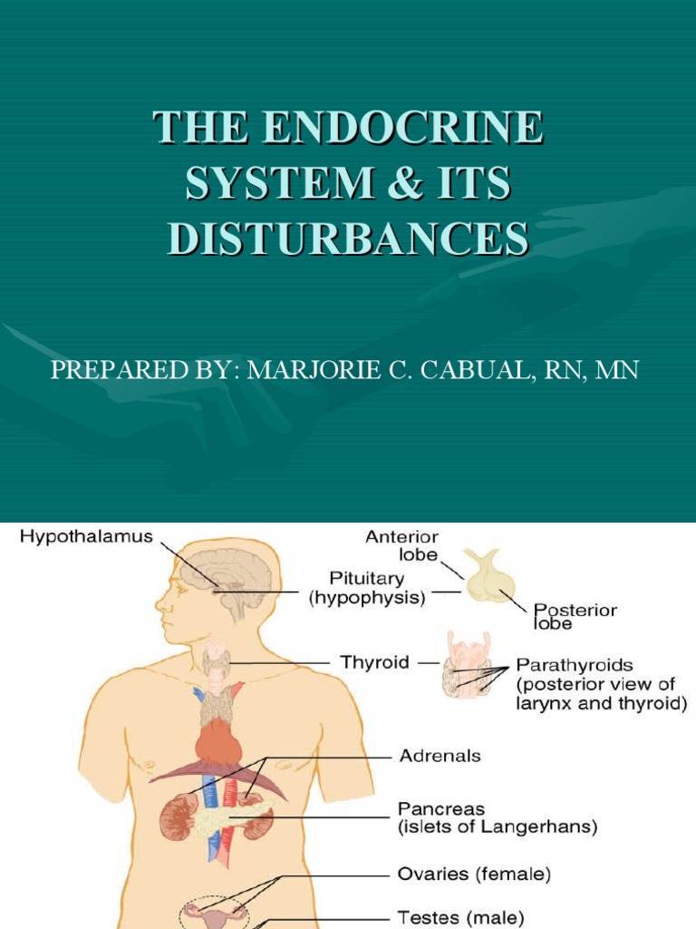 The Endocrine System & Its Disturbances | PDF | Diabetes Mellitus ...