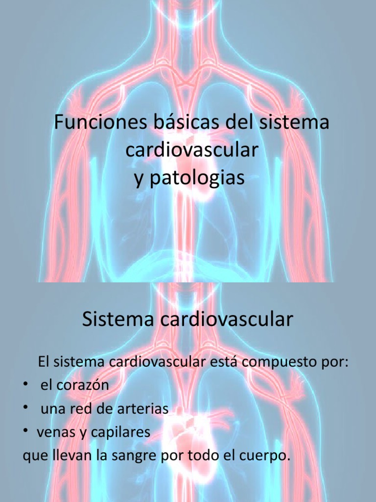 Funciones Básicas Del Sistema Cardiovascular | PDF | Pulmón | Sistema ...
