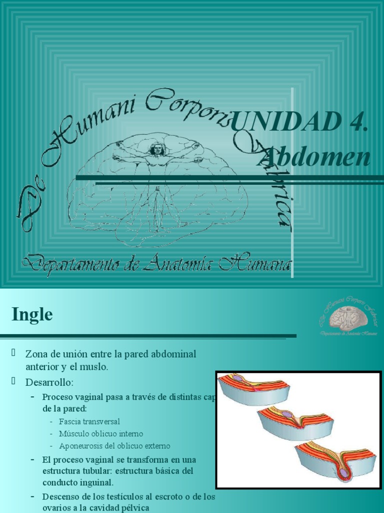 Anatomía y Hernias del Conducto Inguinal | PDF | Abdomen | Sistema ...