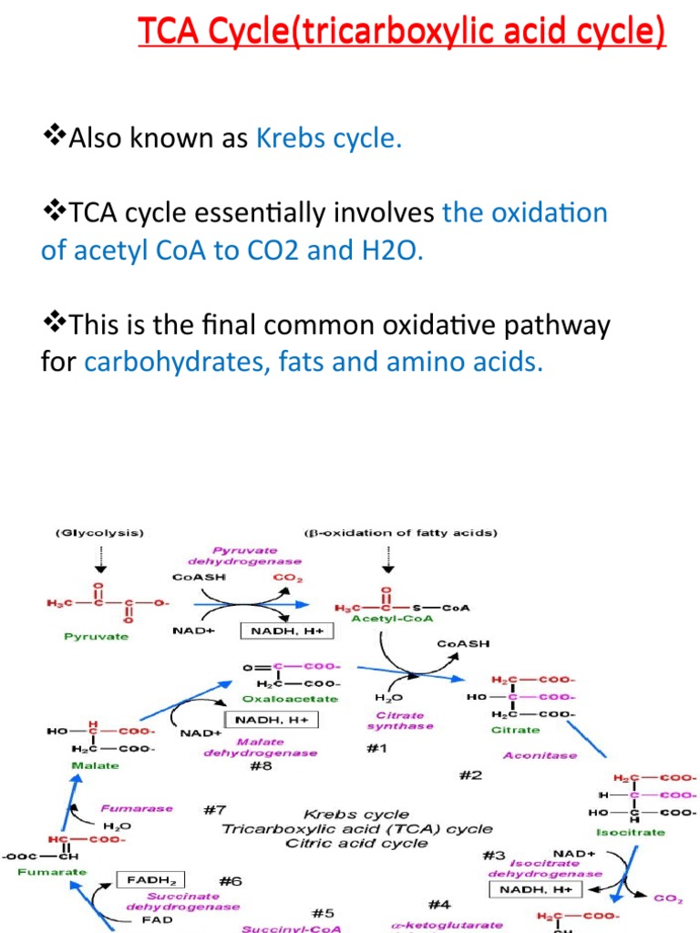 Also Known As TCA Cycle Essentially Involves This Is The Final Common ...