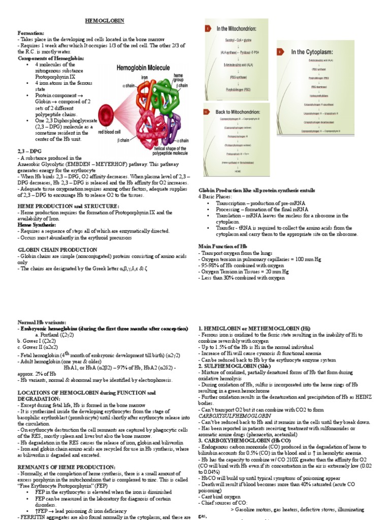 Hemoglobin Formation:: Heme Synthesis | PDF | Hemoglobin | Red Blood Cell