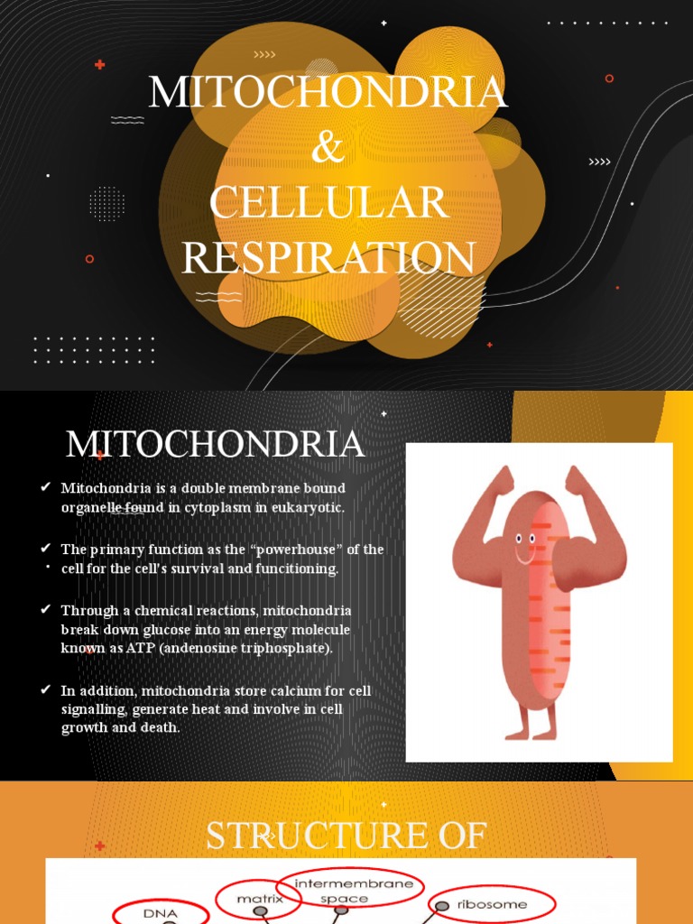 Mitochondria and Cellular Respiration Guide | PDF | Cellular ...