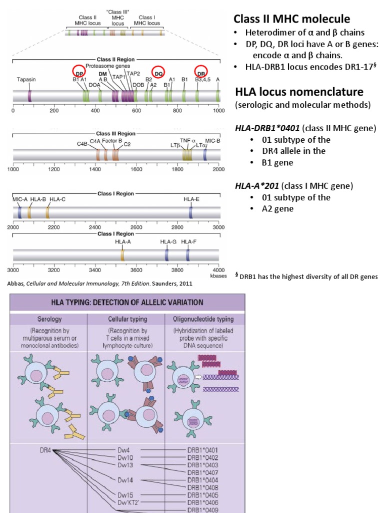 An Overview of Class I and Class II MHC Molecules, Their Nomenclature ...