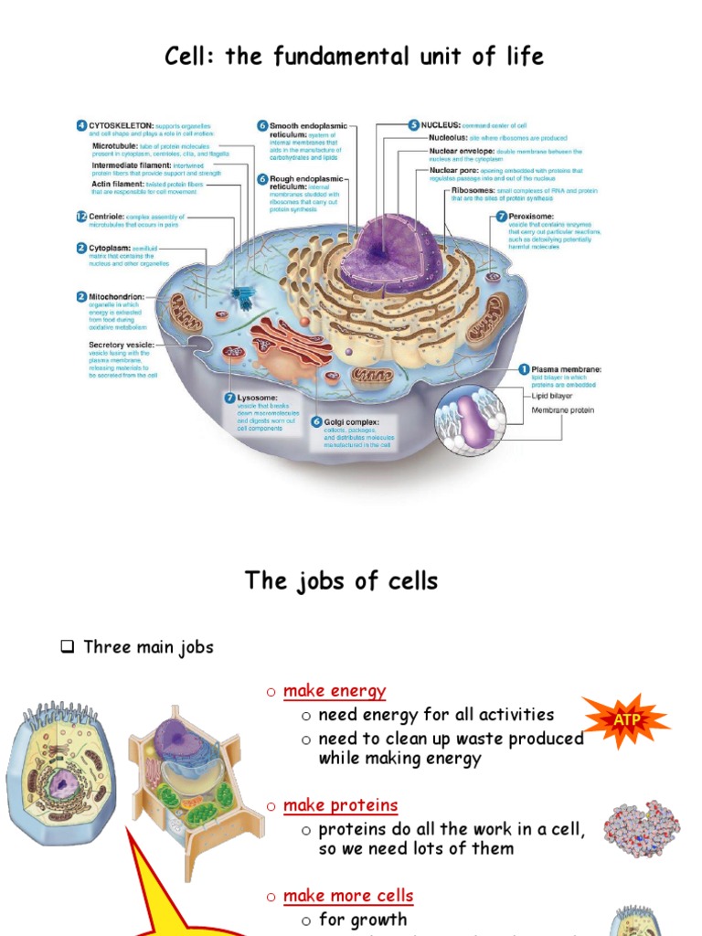 Lecture 9. Cell and Cell Organelles | PDF | Endoplasmic Reticulum ...