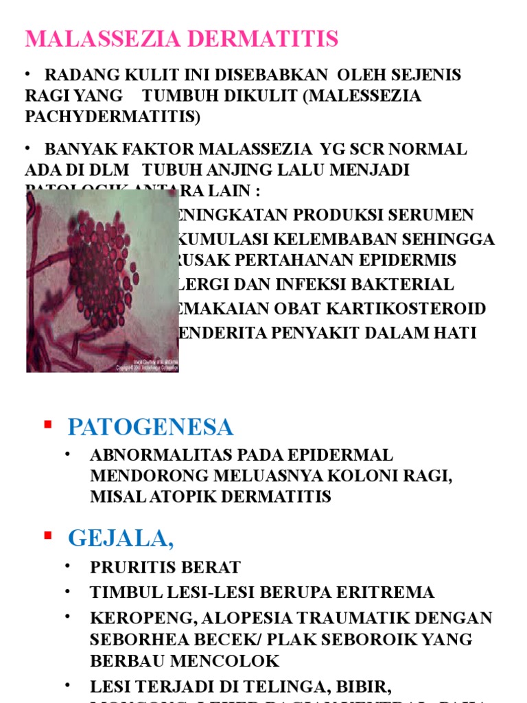 Malassezia Dermatis | PDF