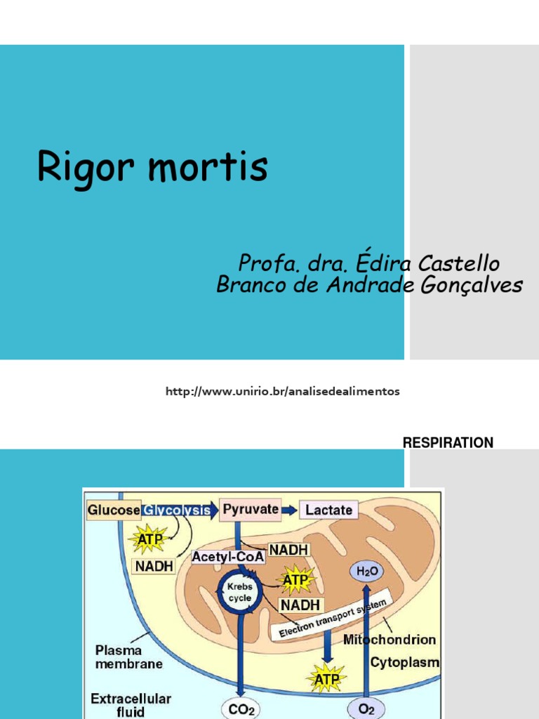 Rigor Mortis and Meat Quality Analysis | PDF | Protein Structure | Meat