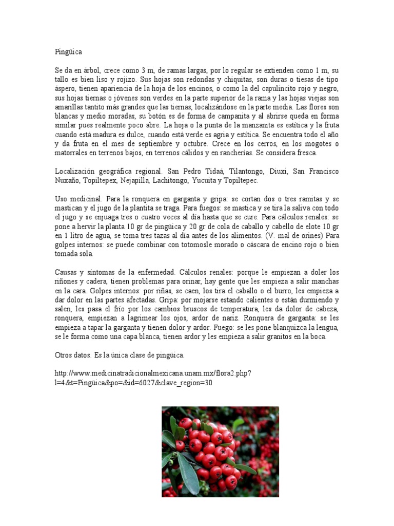 Características y usos medicinales de la pingüica | PDF | Hoja ...
