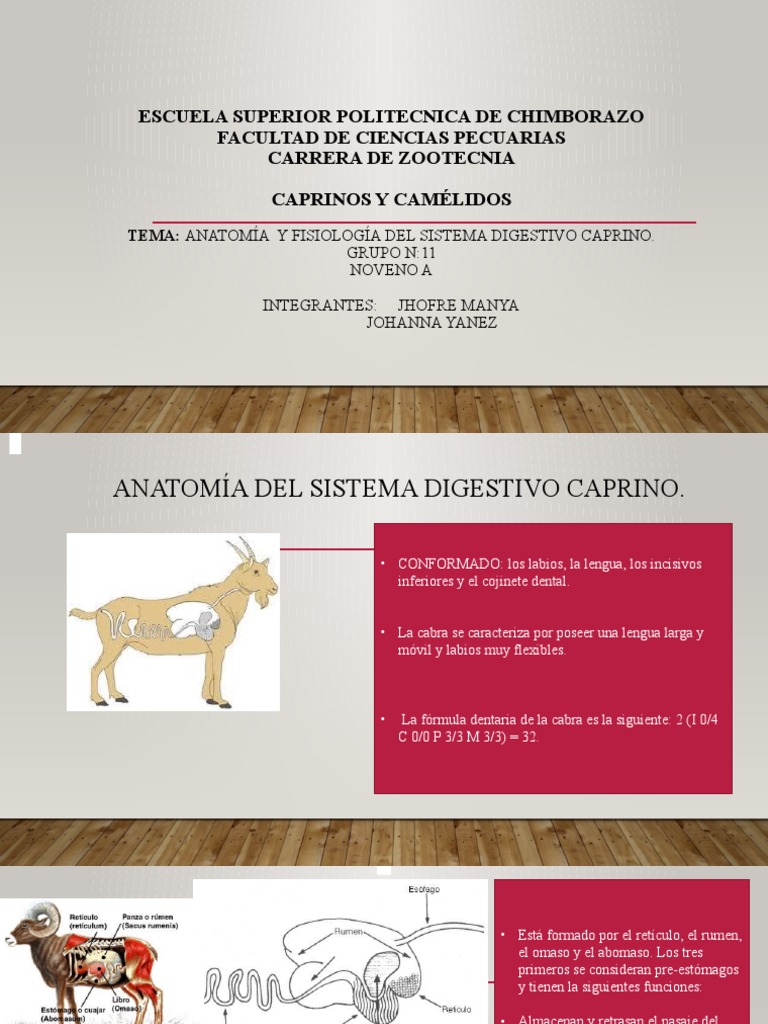 Anatomía y Fisiología Digestiva Caprina | PDF | Rumiante | Bioquímica