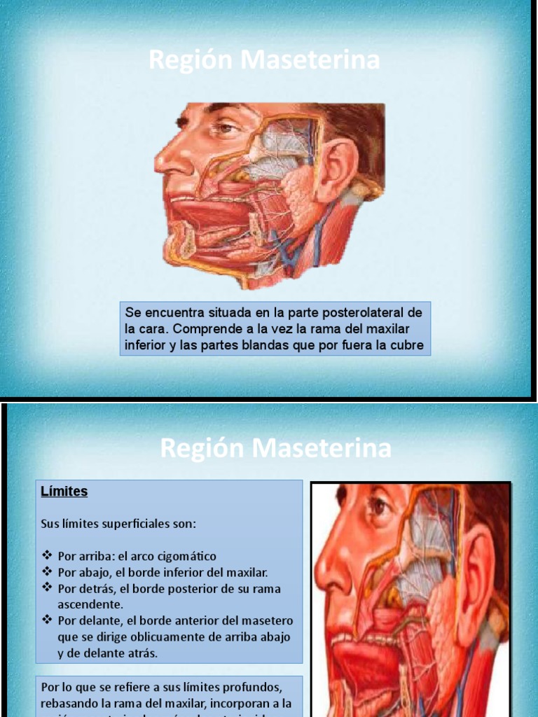 Region Maseterina Diapositivas | PDF | Cabeza y cuello humanos ...