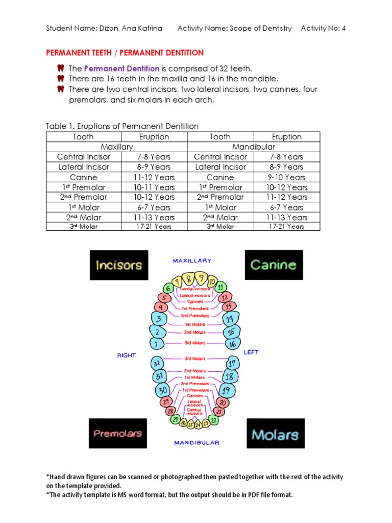 DPP Dental Terms PDF | PDF | Tooth | Dentistry