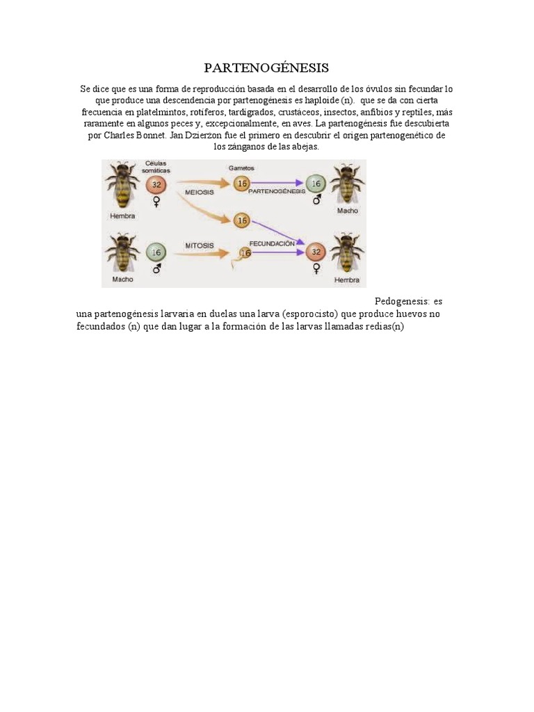 Partenogénesis en Abejas y Animales | PDF | Hogar, jardinería y ...