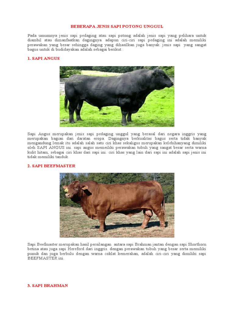 Jenis Sapi Potong Unggul | PDF