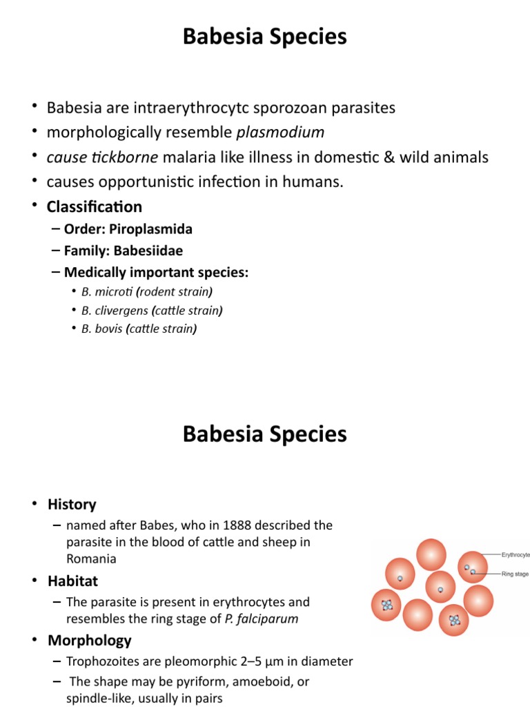 Babesia Species: - Order: Piroplasmida - Family: Babesiidae - Medically ...