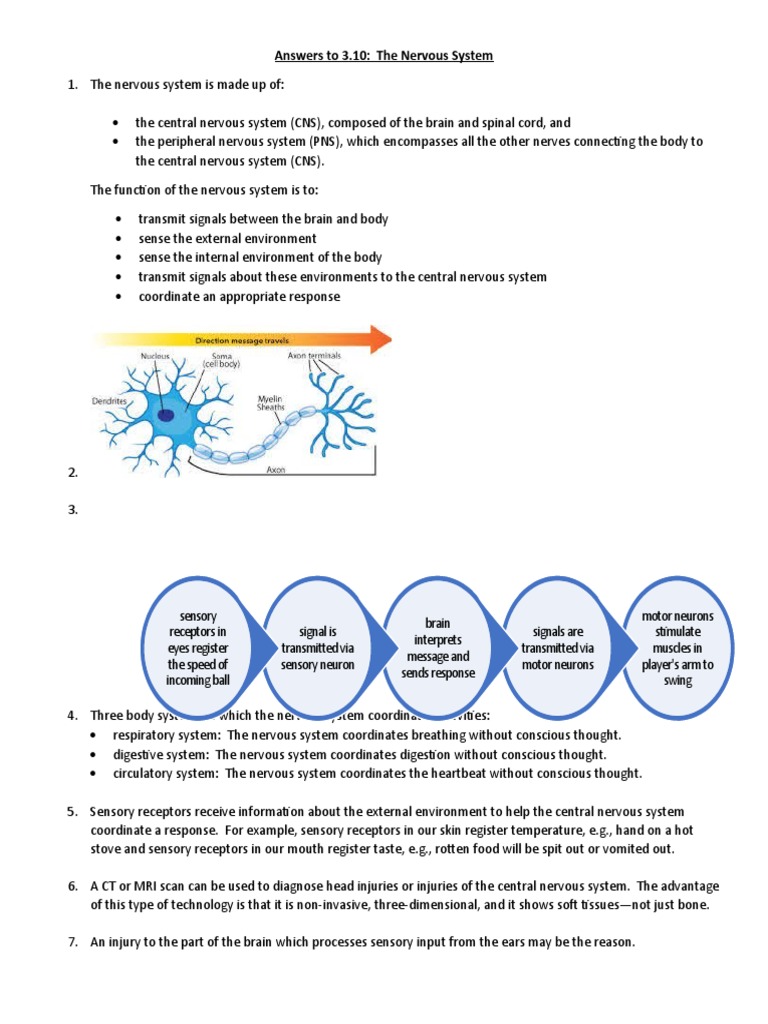 Answers To 3.10: The Nervous System | PDF | Nervous System | Central ...