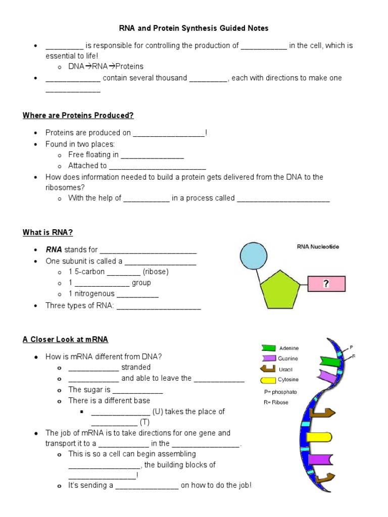 Rna and Protein Synthesis Guided Notes | PDF | Translation (Biology) | Rna