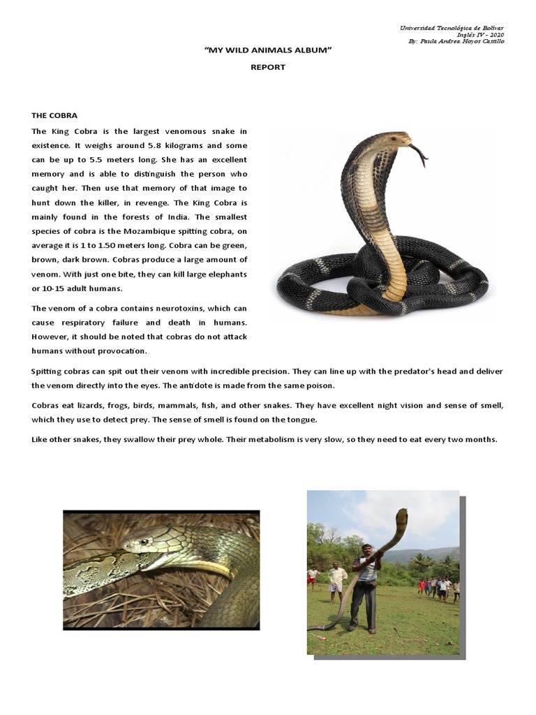 My Wild Animals Album: A Report on Diverse Creatures Around the World ...