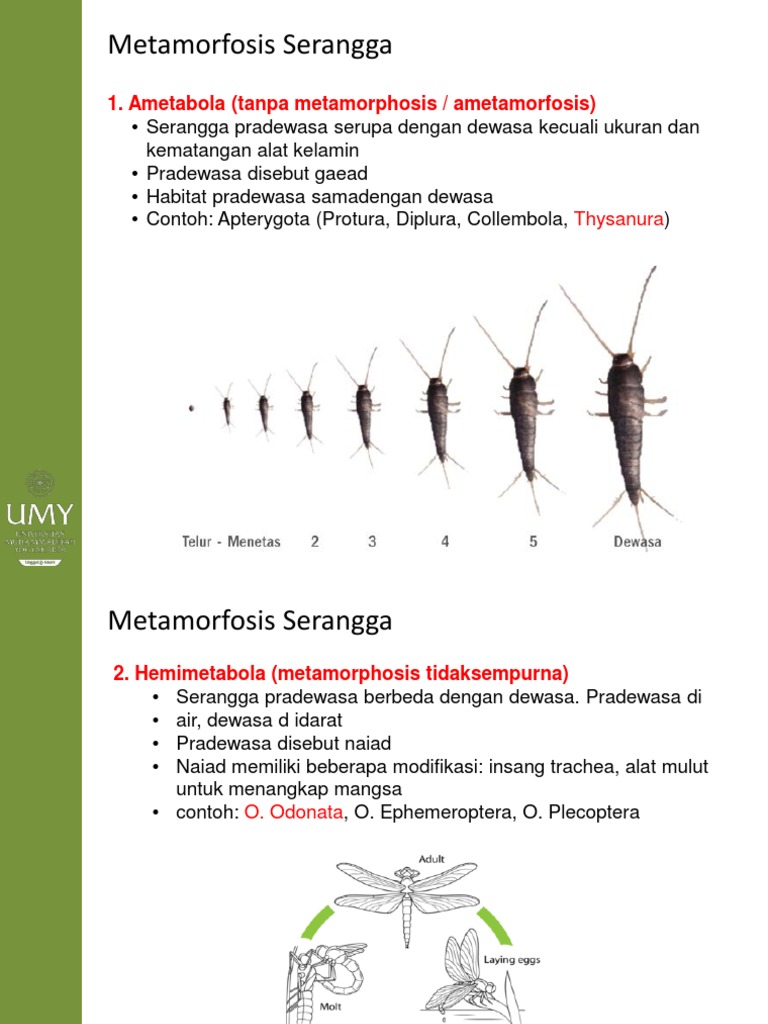 Istilah Dalam Morfologi Serangga | PDF