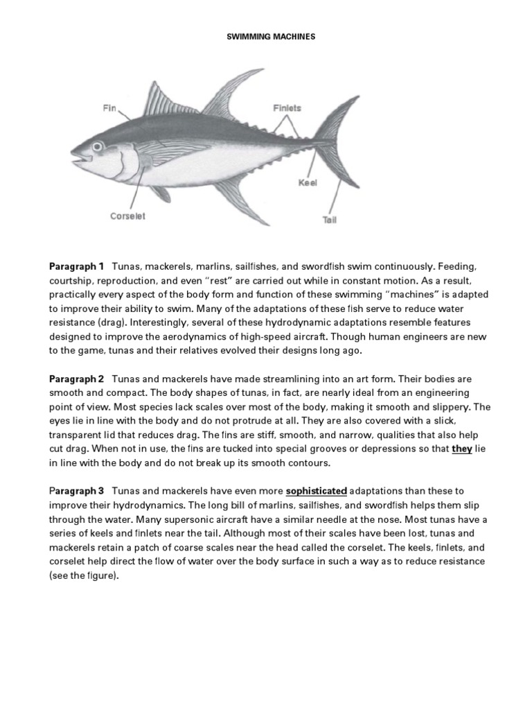 Paragraph 1 Tunas, Mackerels, Marlins, Sail: Swimming Machines ...