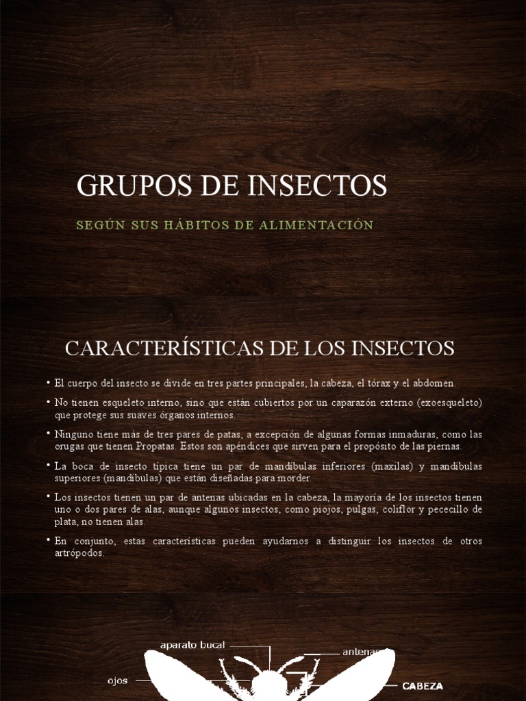 Grupos de Insectos y su Alimentación | PDF | Insectos | Mosca