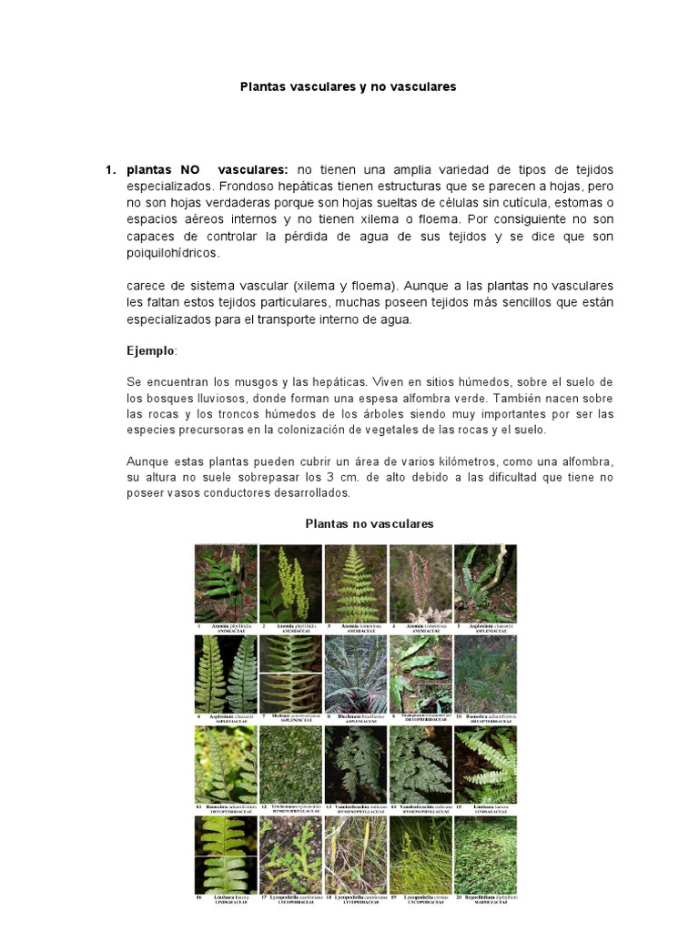 Hojas De Trabajo Sobre Plantas Vasculares Y No Vasculares 7727
