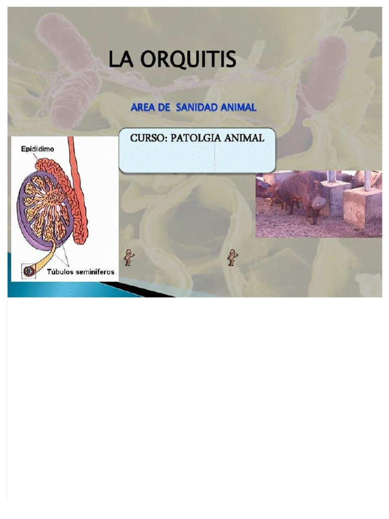 Orquitis: Causas y Efectos en Animales | PDF | Testículo | Inflamación