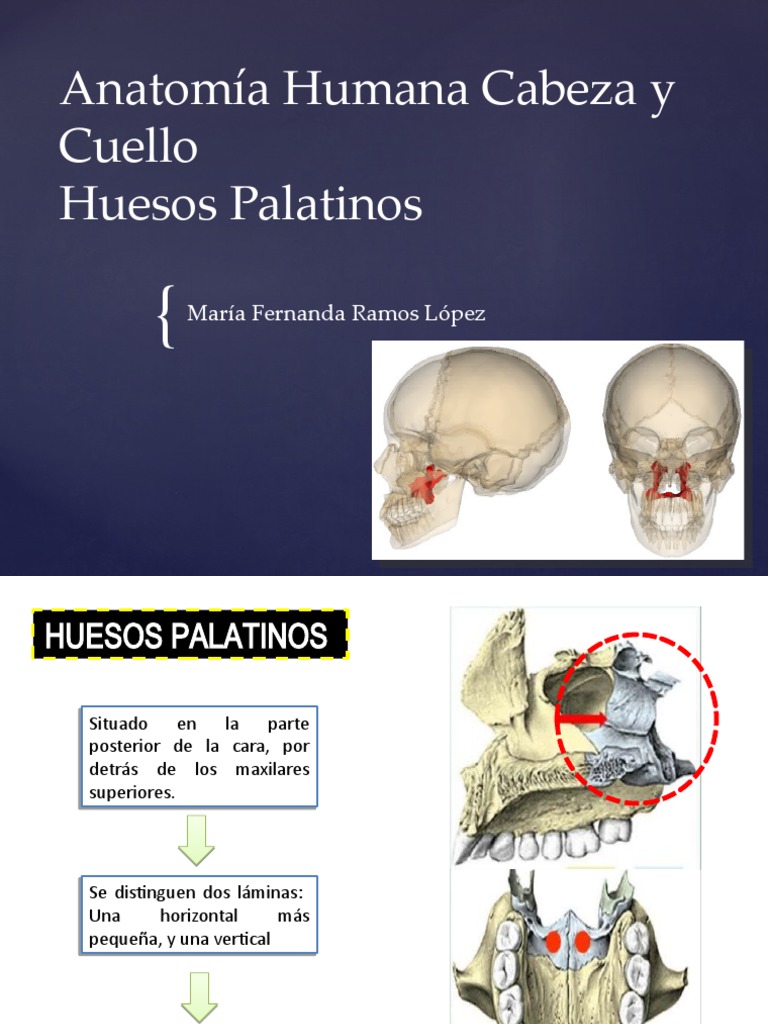 Huesos Palatinos | PDF | Anatomía humana | Cabeza y cuello humanos