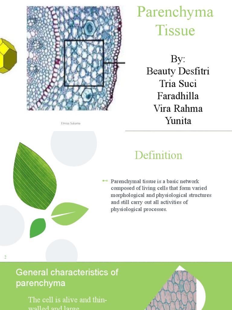 Solanio SlidesCarnival | PDF | Tissue (Biology) | Biology