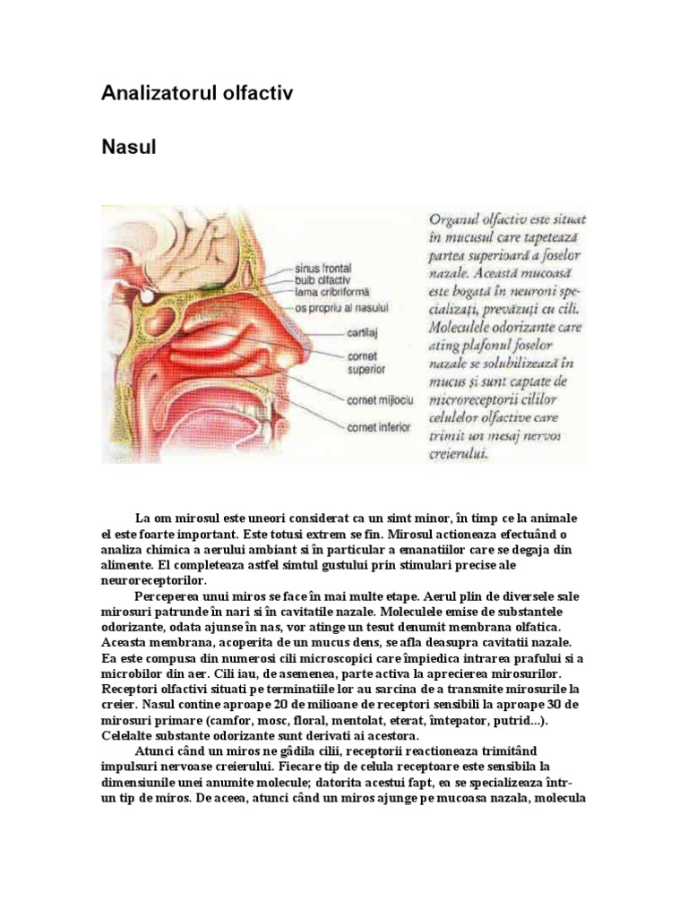 Analizatorul Olfactiv | PDF
