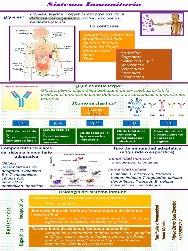 Infografia Inmunidad | PDF | Sistema inmune | Linfocitos
