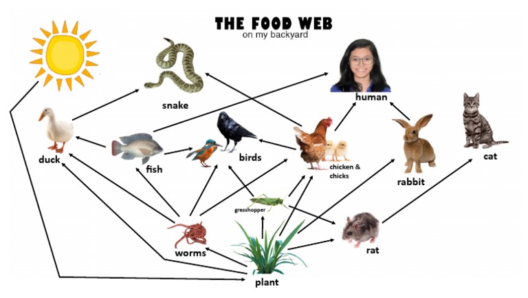 Food Web | PDF