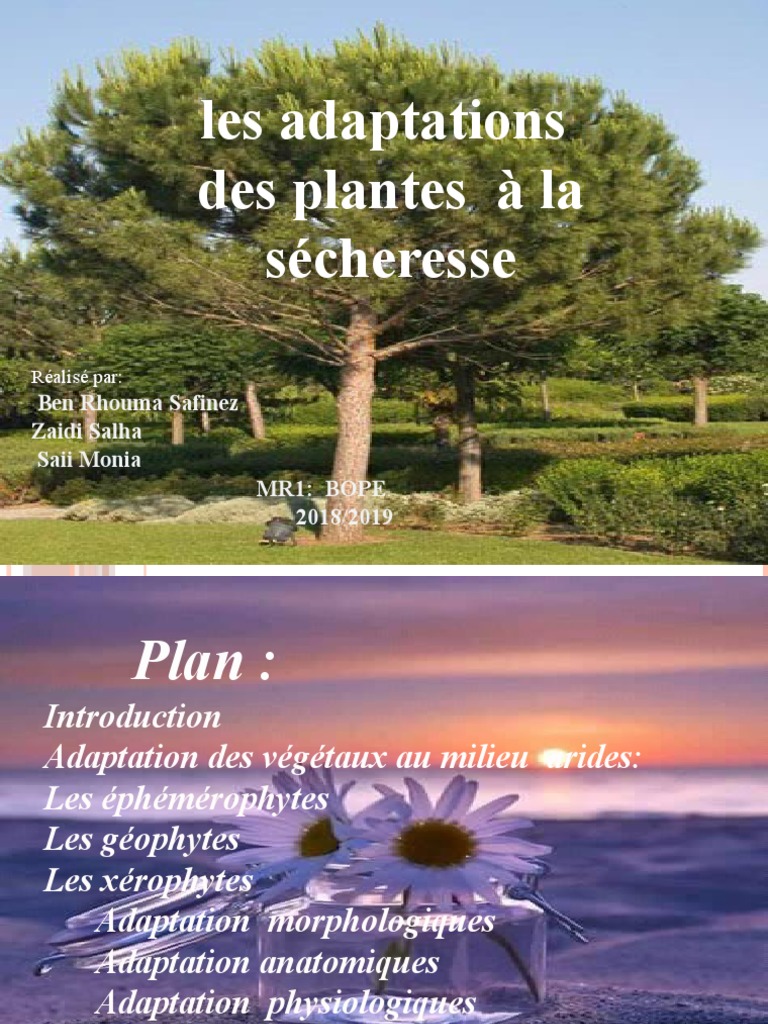 Exposé Sur Les Adaptations Des Plantes À La Secheresse | PDF | Stomate ...